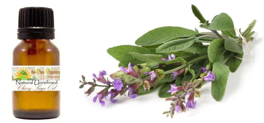CLARY SAGE OIL – Daolus Organic Products